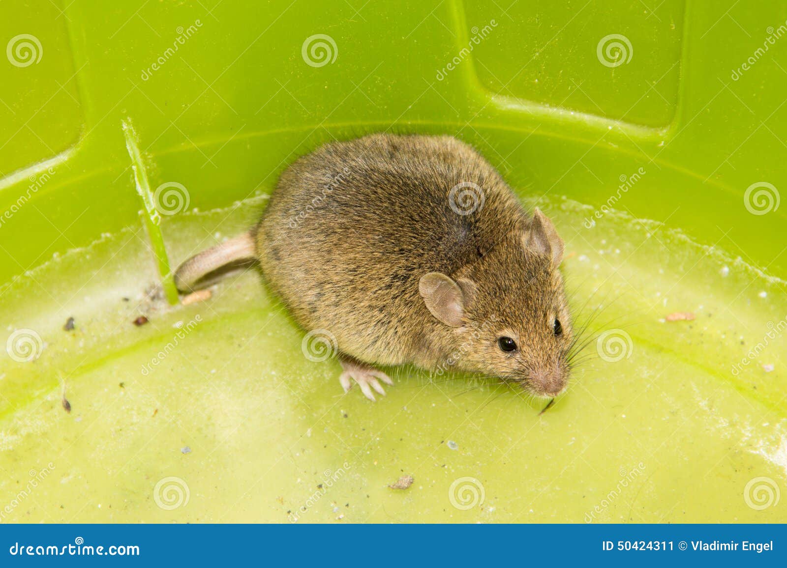 Mouse Animal Pets Mammal Wild Stock Image - Image of pets, brown: 50424311