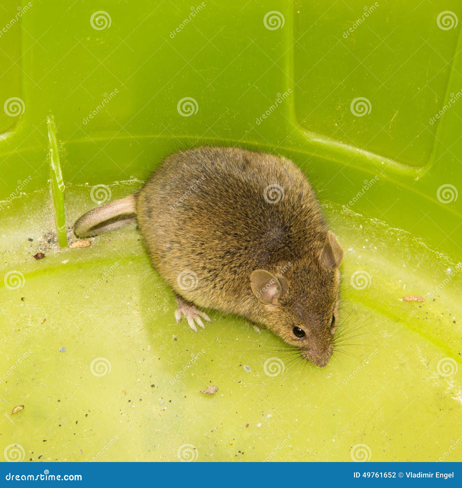 Mouse Animal Pets Mammal Wild Stock Photo - Image of green, mouse: 49761652