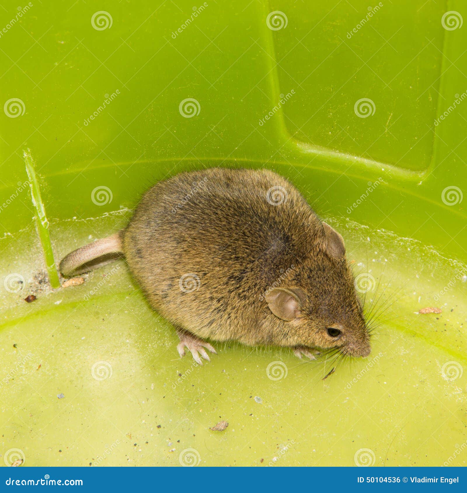 Mouse Animal Pets Mammal Wild Stock Photo - Image of house, portrait ...