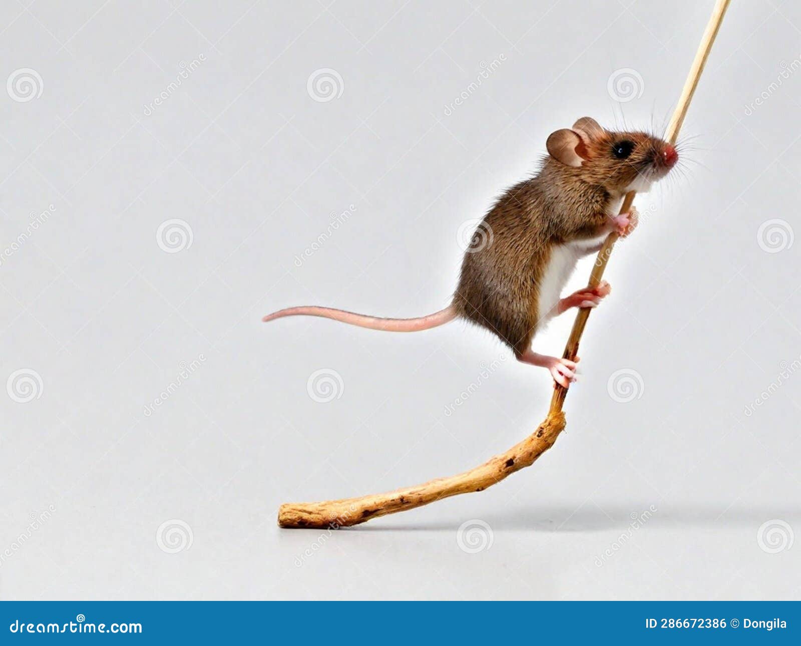A Mouse Balancing on a Stick Isolated on White Background,generative Ai ...