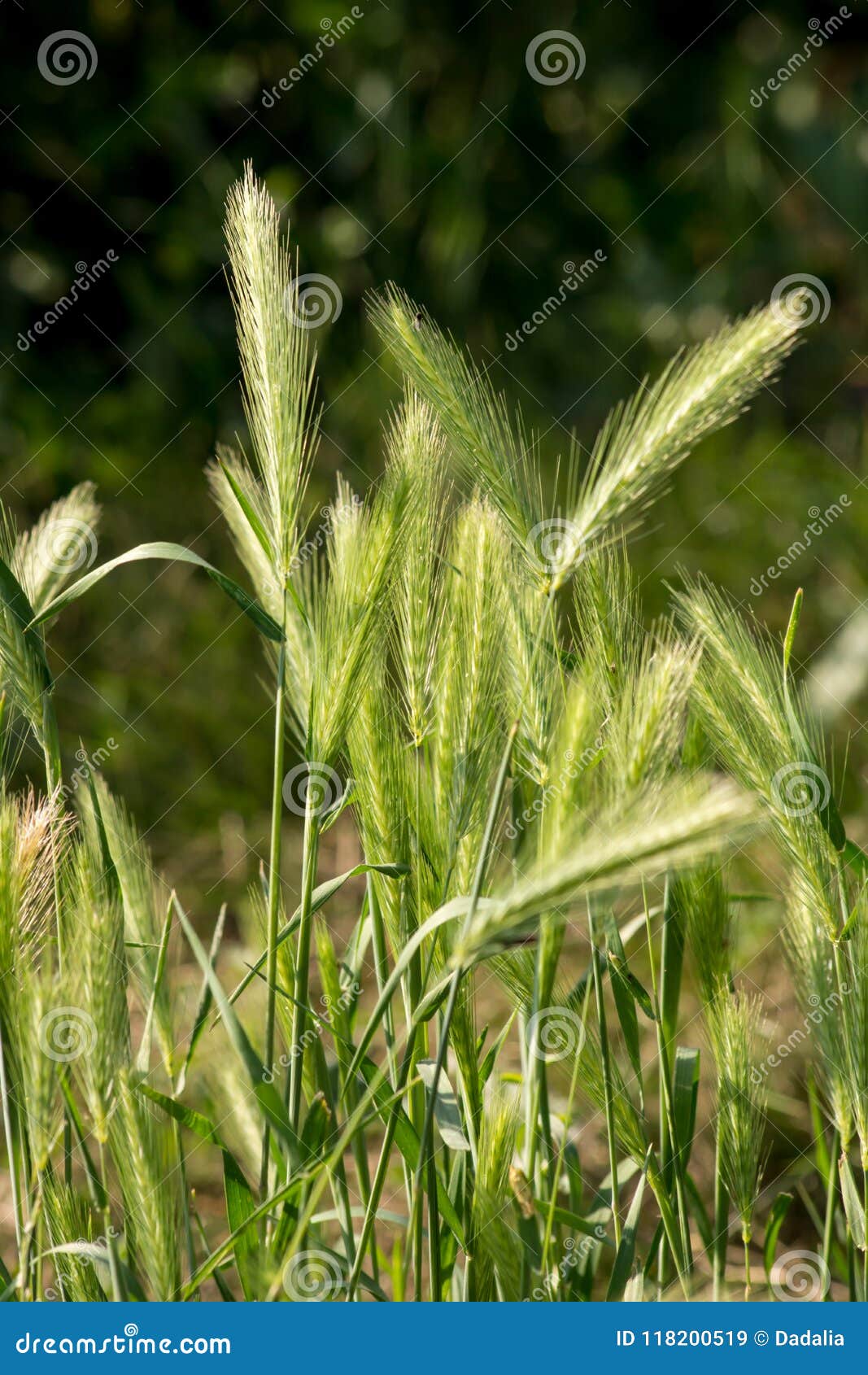 Mouse Barley Hordeum Murinum. Stock Image - Image of mouse, flora ...