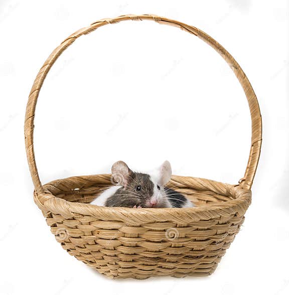 Mouse in a basket stock photo. Image of close, nature - 37977220