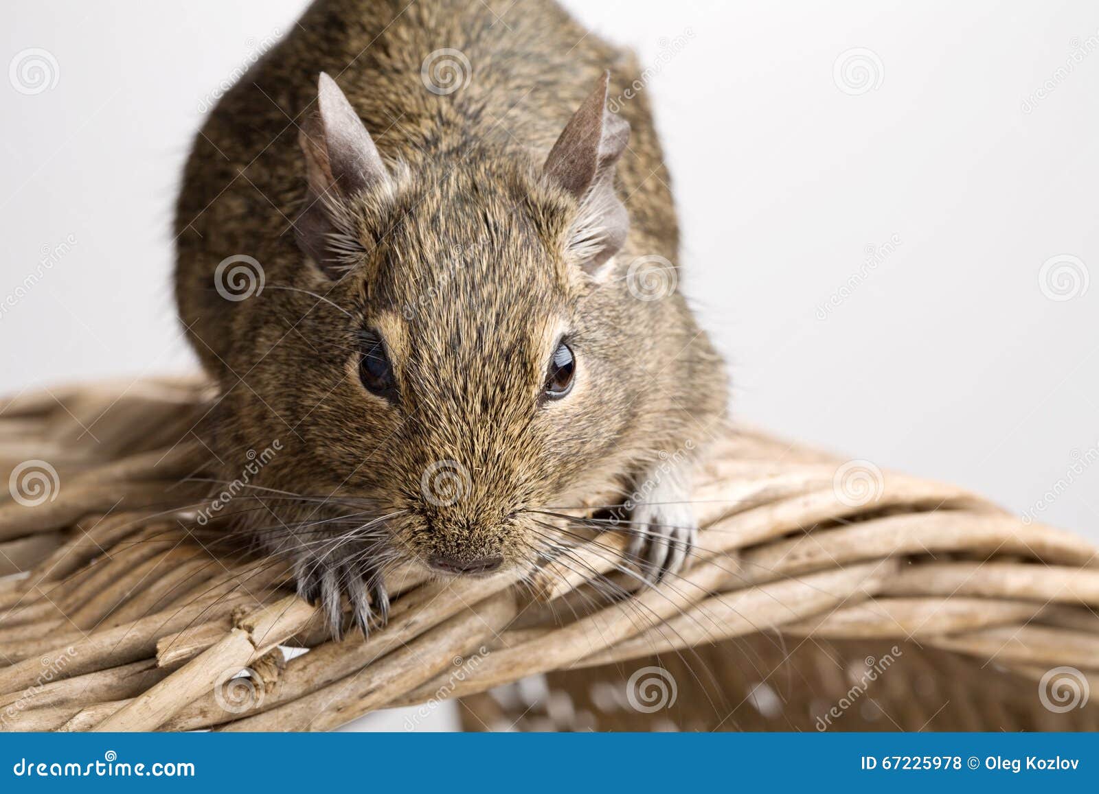 Mouse on basket stock photo. Image of studio, rodent - 67225978