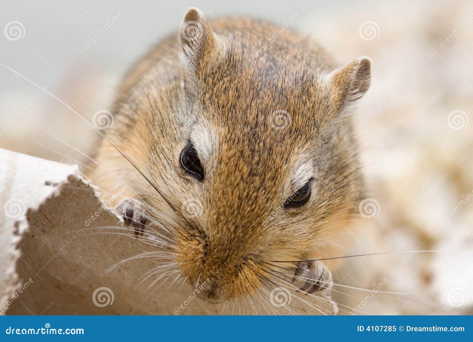 Mouse bite stock image. Image of nibble, gerbil, bite - 4107285
