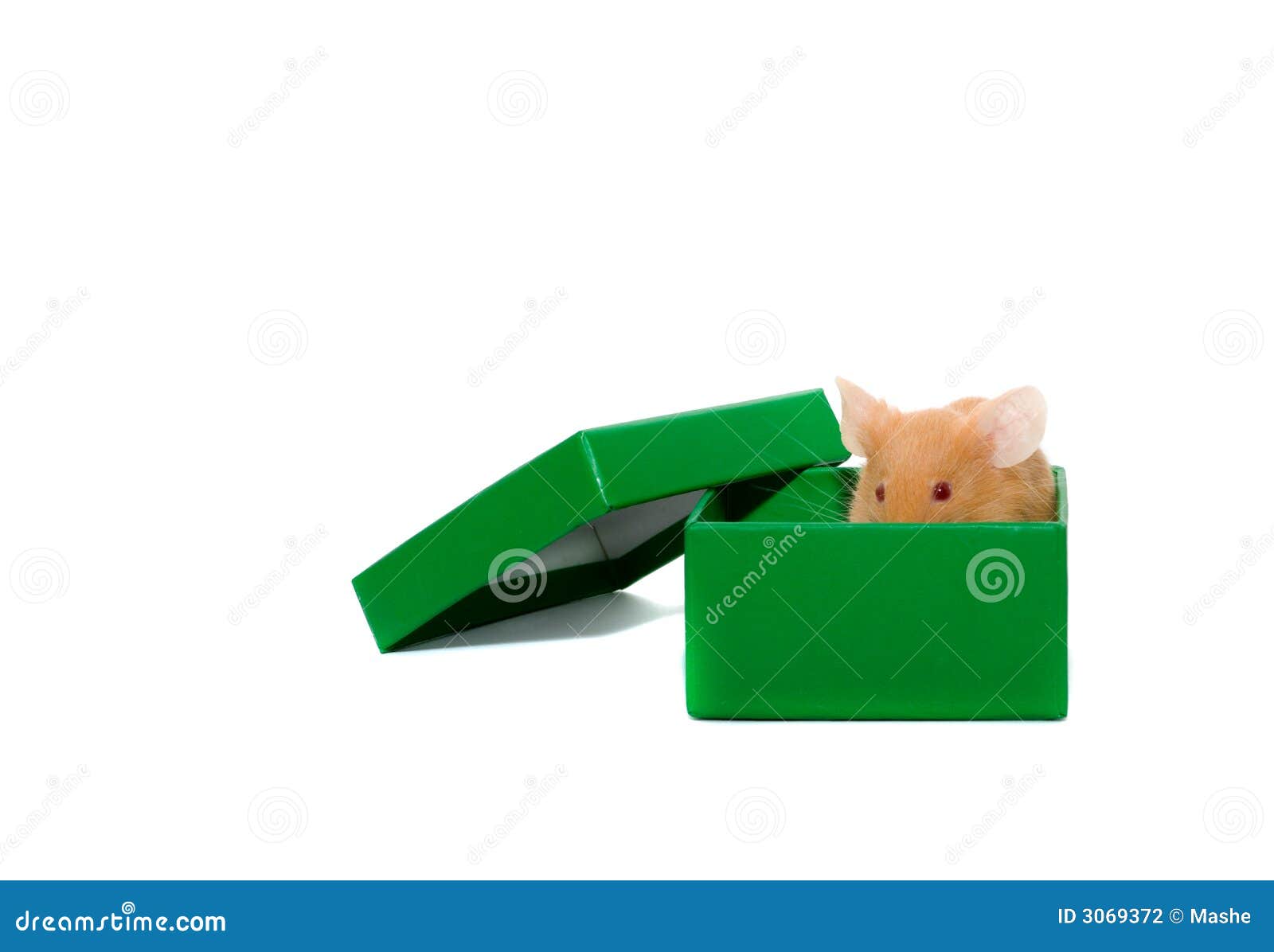 Mouse in a box. stock photo. Image of isolation, hungry - 3069372