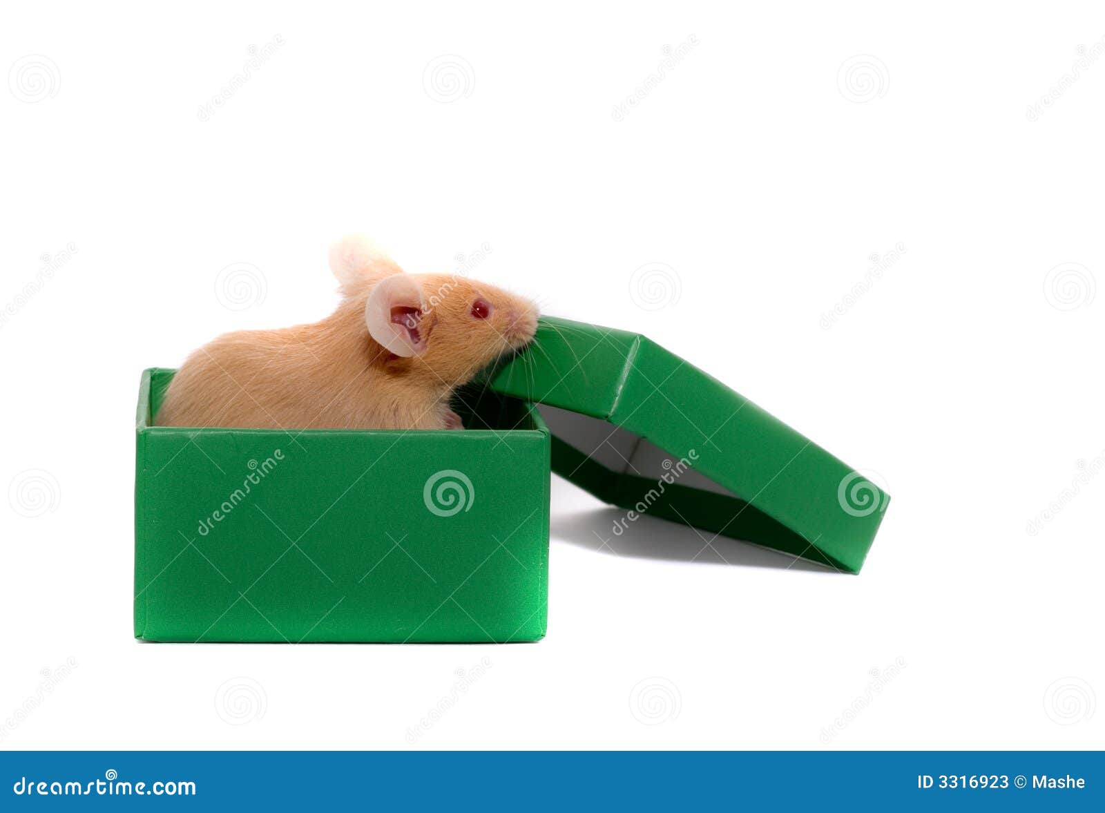 Mouse a box. stock image. Image of animal, mouse, domestic - 3316923