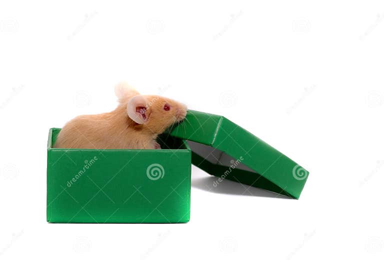 Mouse a box. stock image. Image of animal, mouse, domestic - 3316923