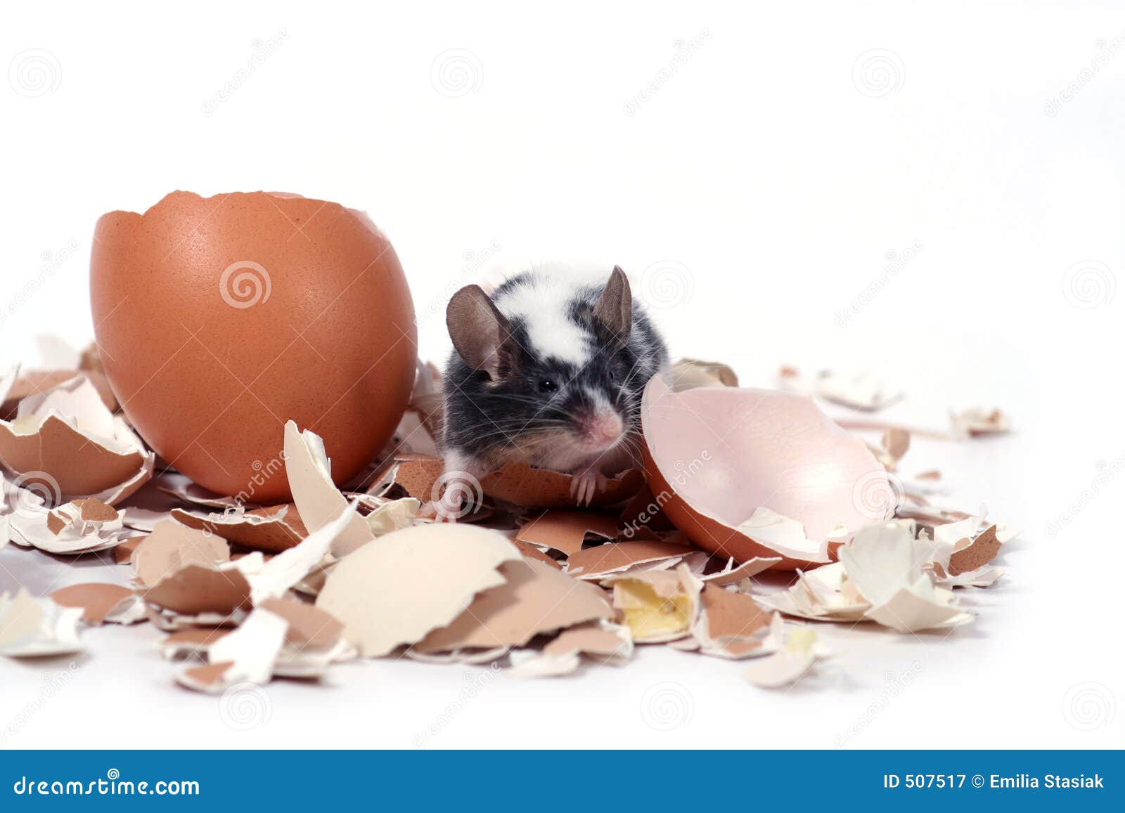 596 Broken Mouse Photos - Free & Royalty-Free Stock Photos from Dreamstime