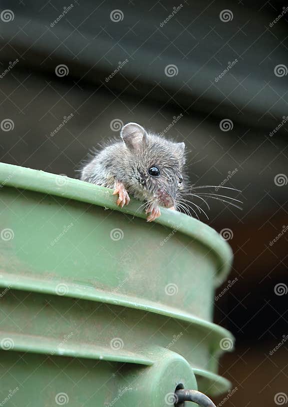 Mouse on bucket stock photo. Image of mouse, frightened - 193836
