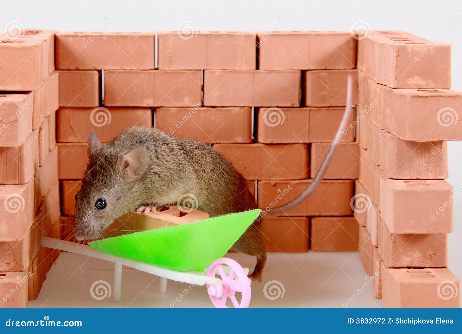 Mouse-builder stock photo. Image of wall, animal, favourite - 3832972