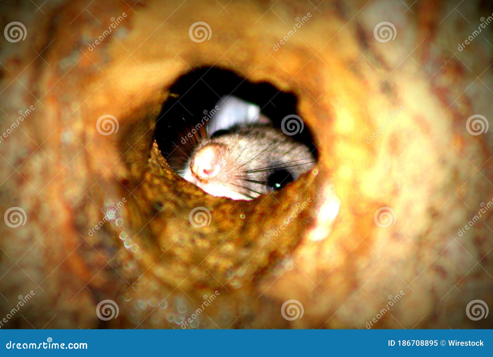 A mouse in the burrow stock image. Image of habitat - 186708895