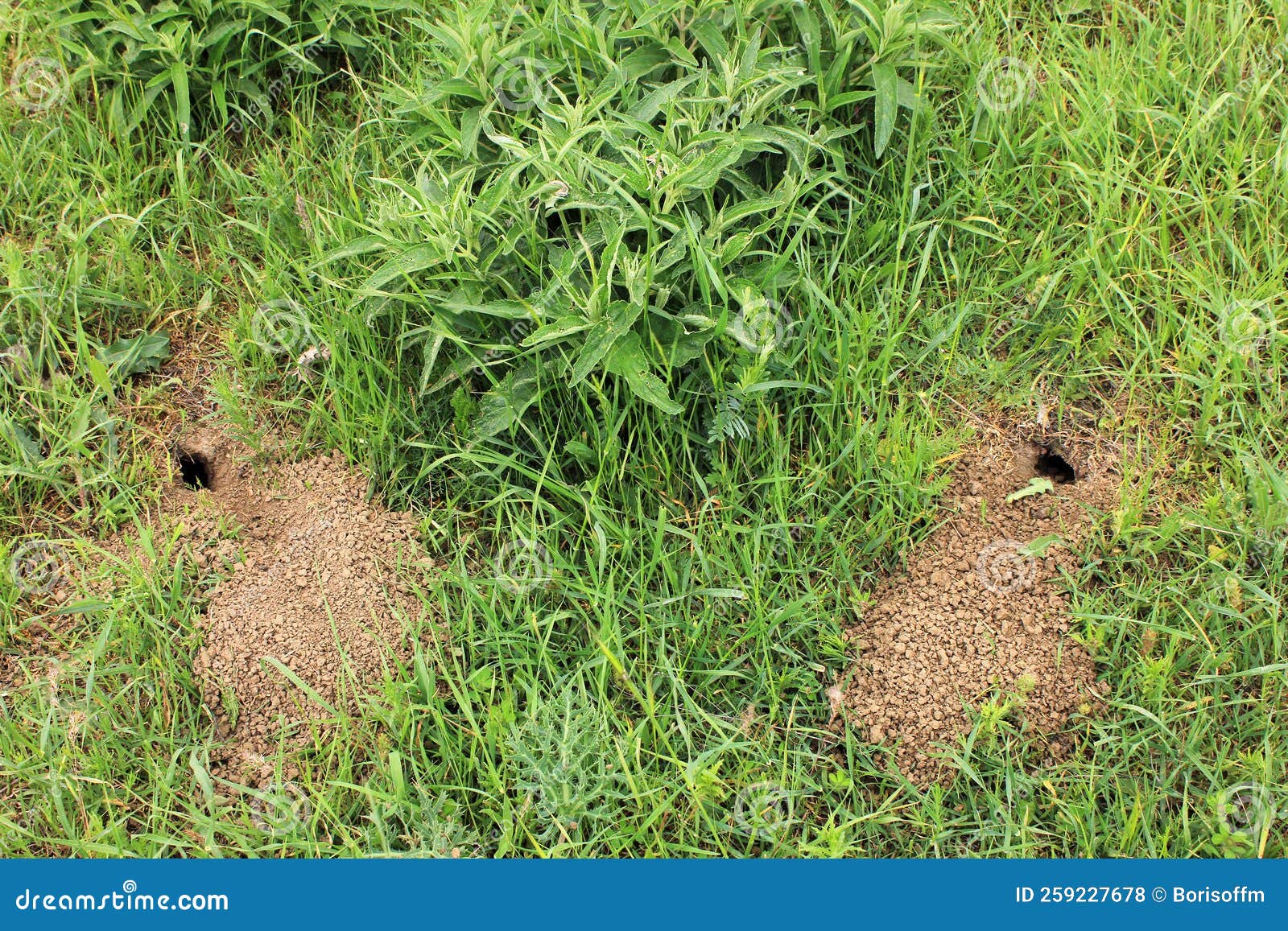 Mouse burrows vole stock photo. Image of background - 259227678