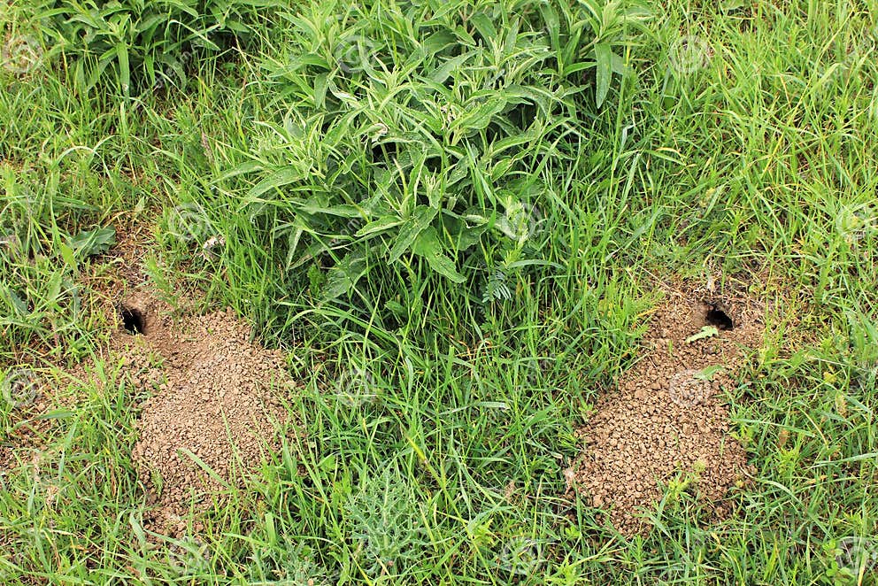 Mouse burrows vole stock photo. Image of background - 259227678