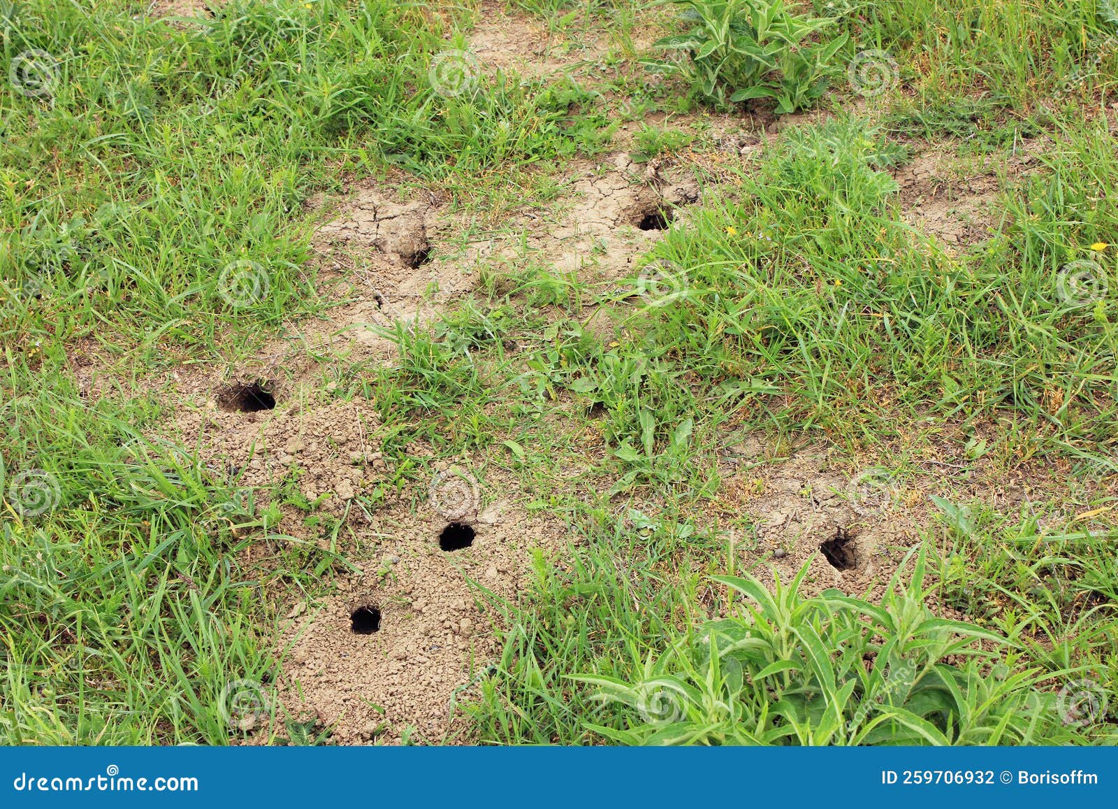 Mouse burrows vole stock photo. Image of nature, green - 259706932