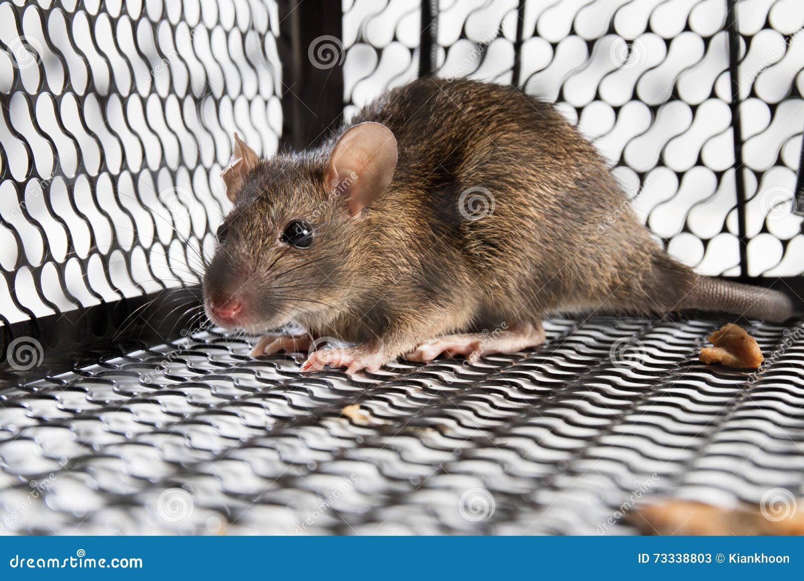 A mouse in the Cage stock image. Image of bait, metal - 73338803