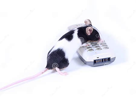 Mouse calling stock photo. Image of guinea, ringing, phone - 429098