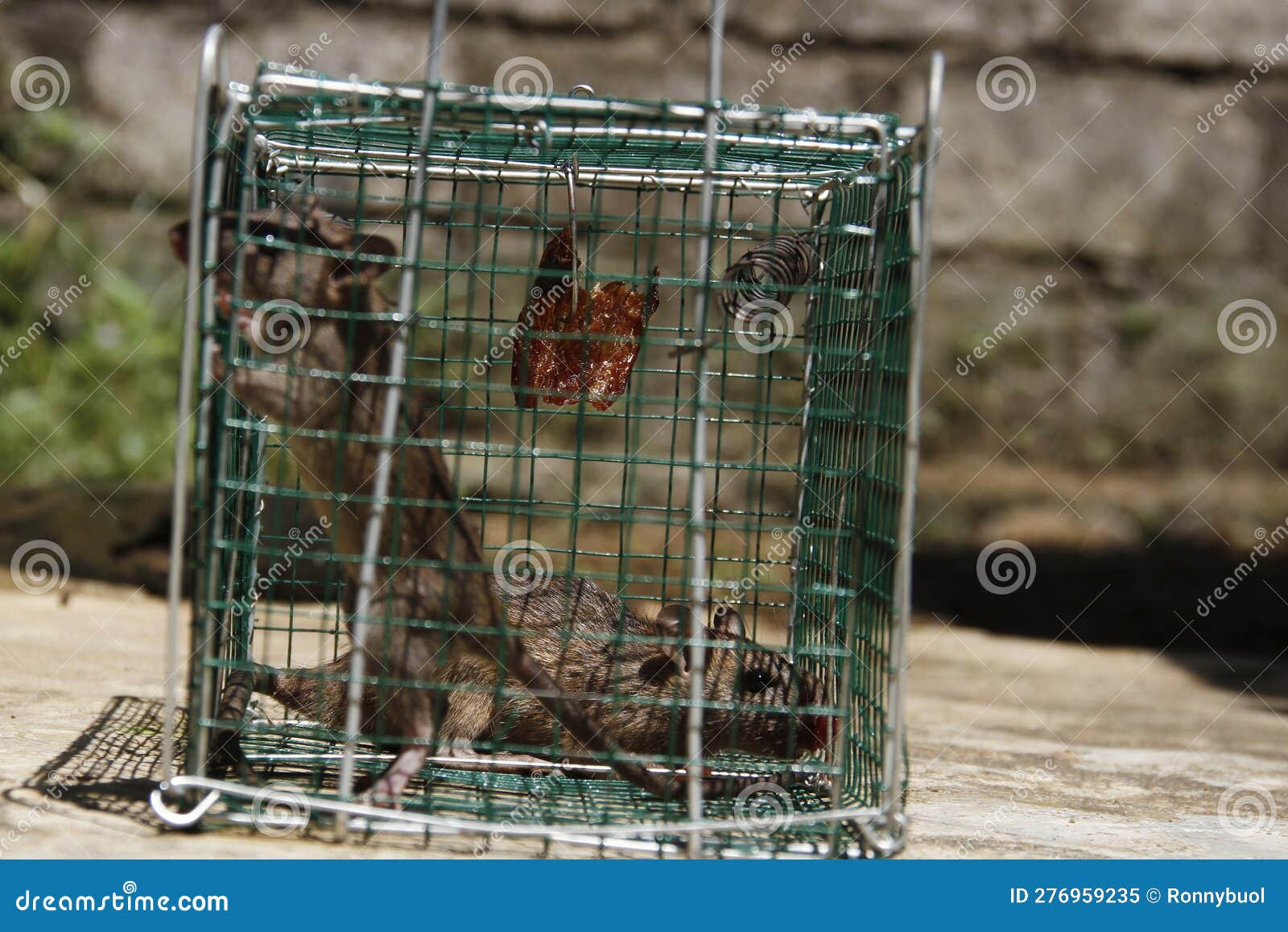 A mouse caught in a trap stock image. Image of struggle - 276959235