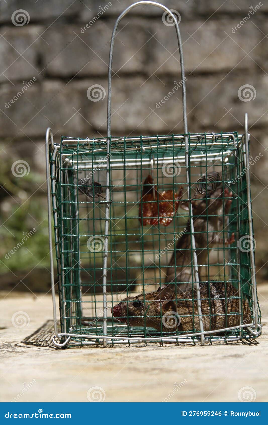 A mouse caught in a trap stock photo. Image of infestation - 276959246