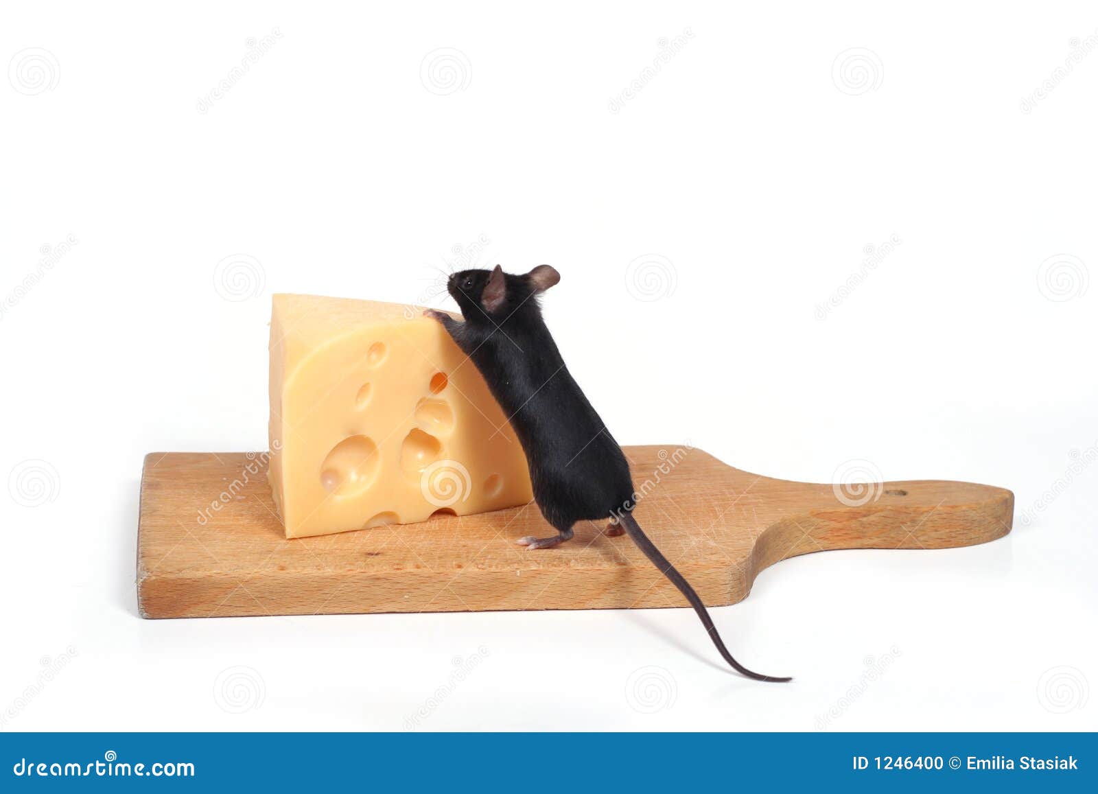 Mouse and cheese stock photo. Image of cheese, animal - 1246400