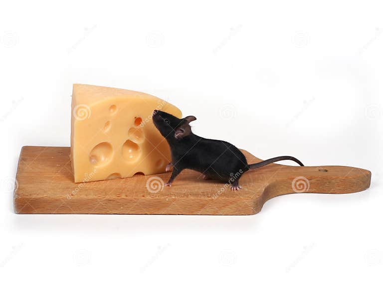 Mouse and cheese stock photo. Image of eating, cute, listening - 1246420
