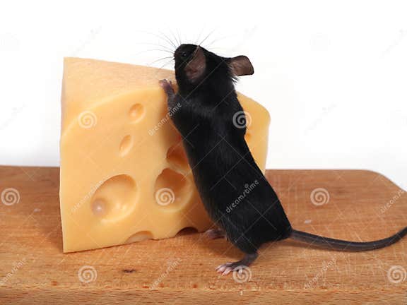 Mouse and cheese stock photo. Image of incentive, head - 1246428