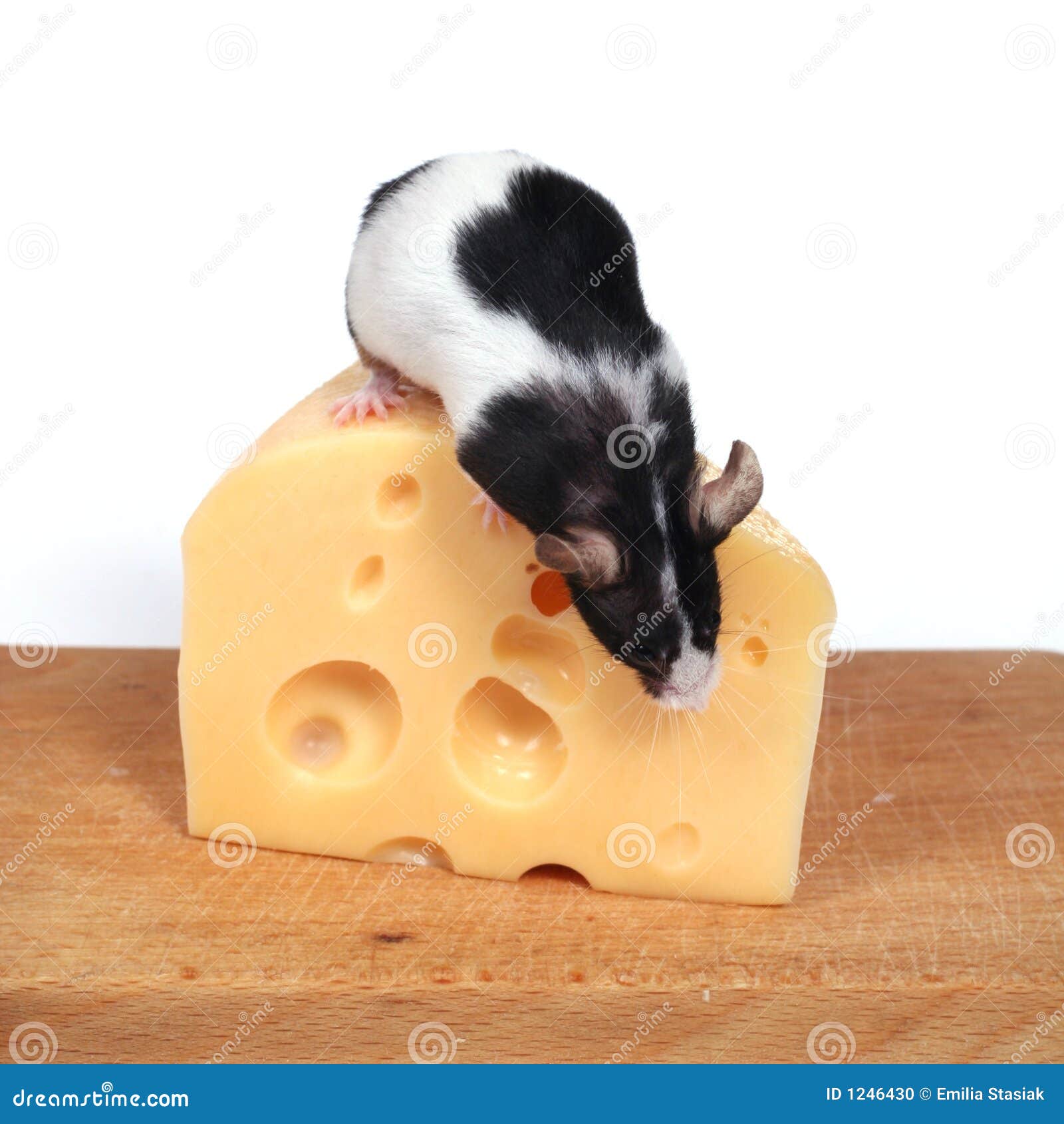 Mouse and cheese stock photo. Image of cute, look, macro - 1246430