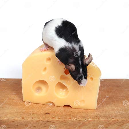Mouse and cheese stock photo. Image of cute, look, macro - 1246430
