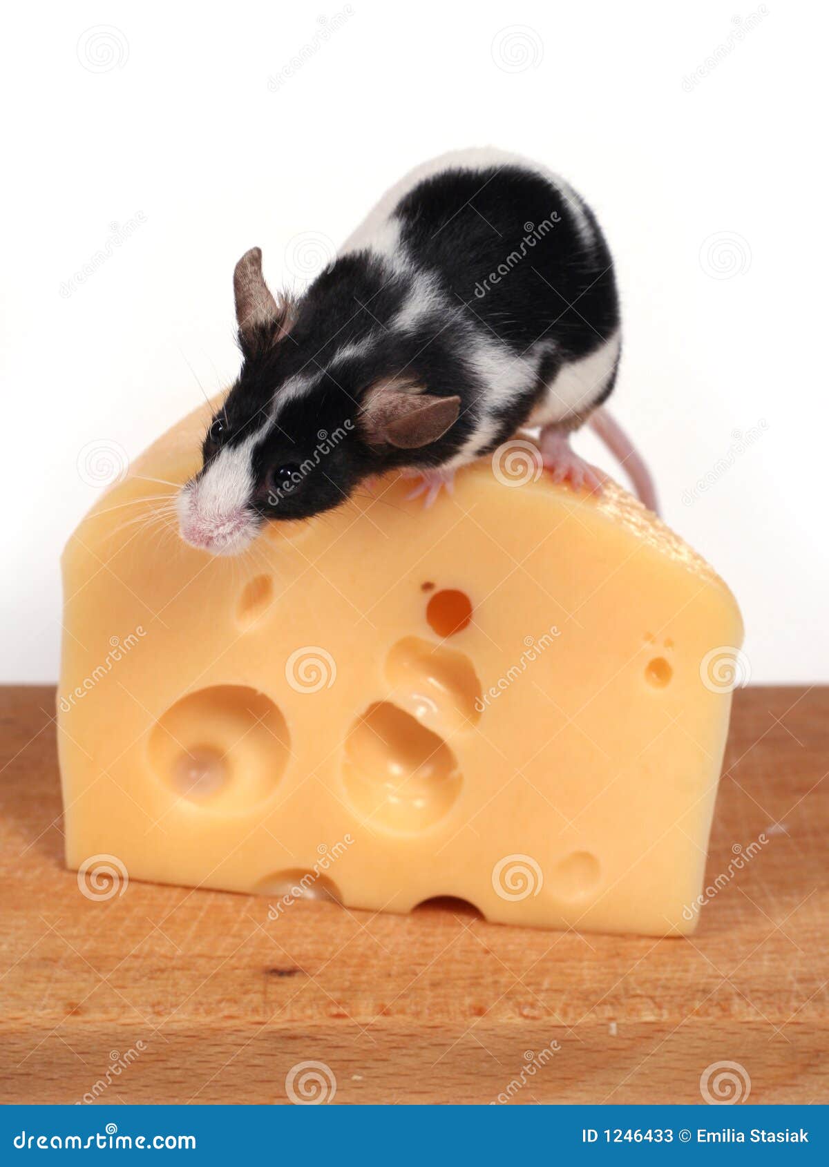 Mouse and cheese stock image. Image of portret, domestic - 1246433