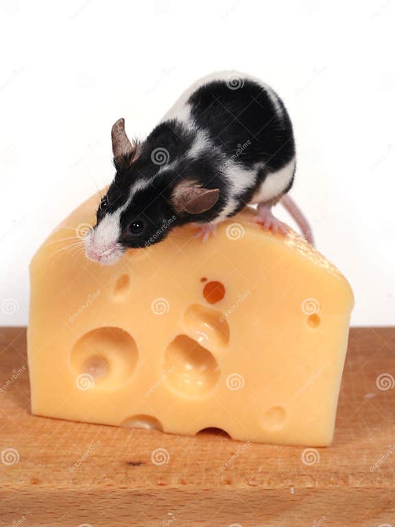 Mouse and cheese stock image. Image of portret, domestic - 1246433