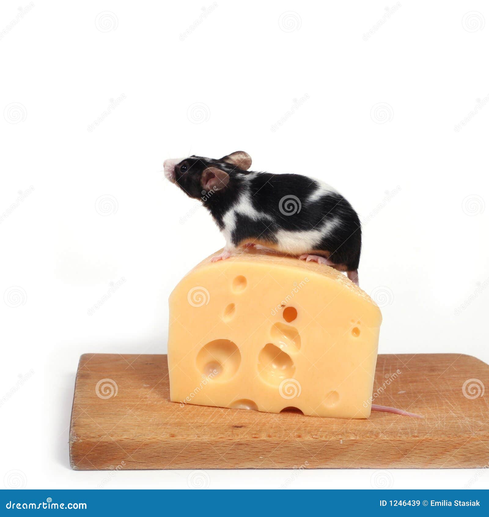 Mouse and cheese stock image. Image of food, gerbil, isolated - 1246439
