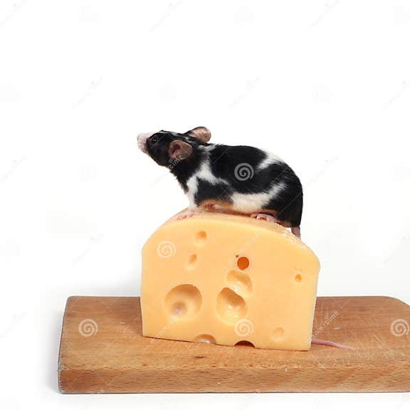 Mouse and cheese stock image. Image of food, gerbil, isolated - 1246439