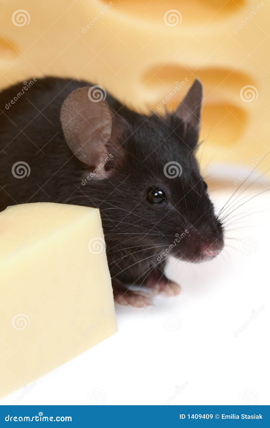 Mouse and cheese stock image. Image of mouse, head, listening - 1409409