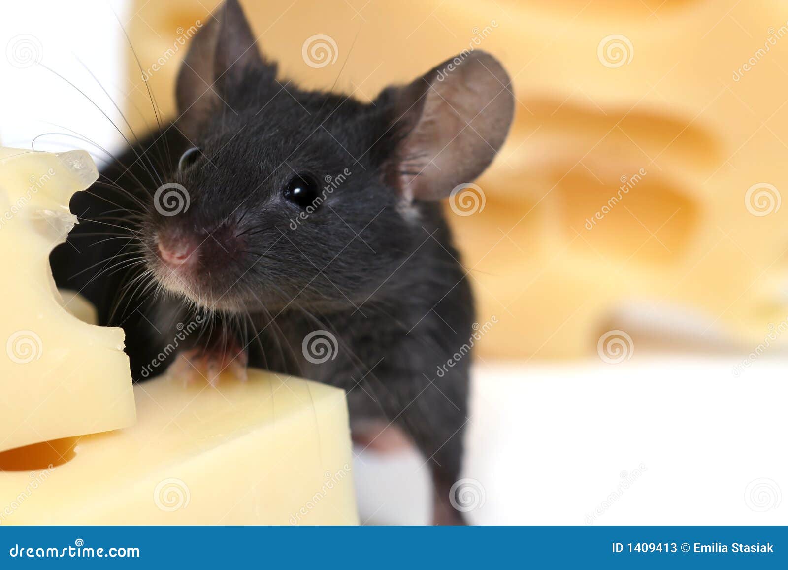 Mouse With Cheese On Grass Royalty-Free Stock Photography ...