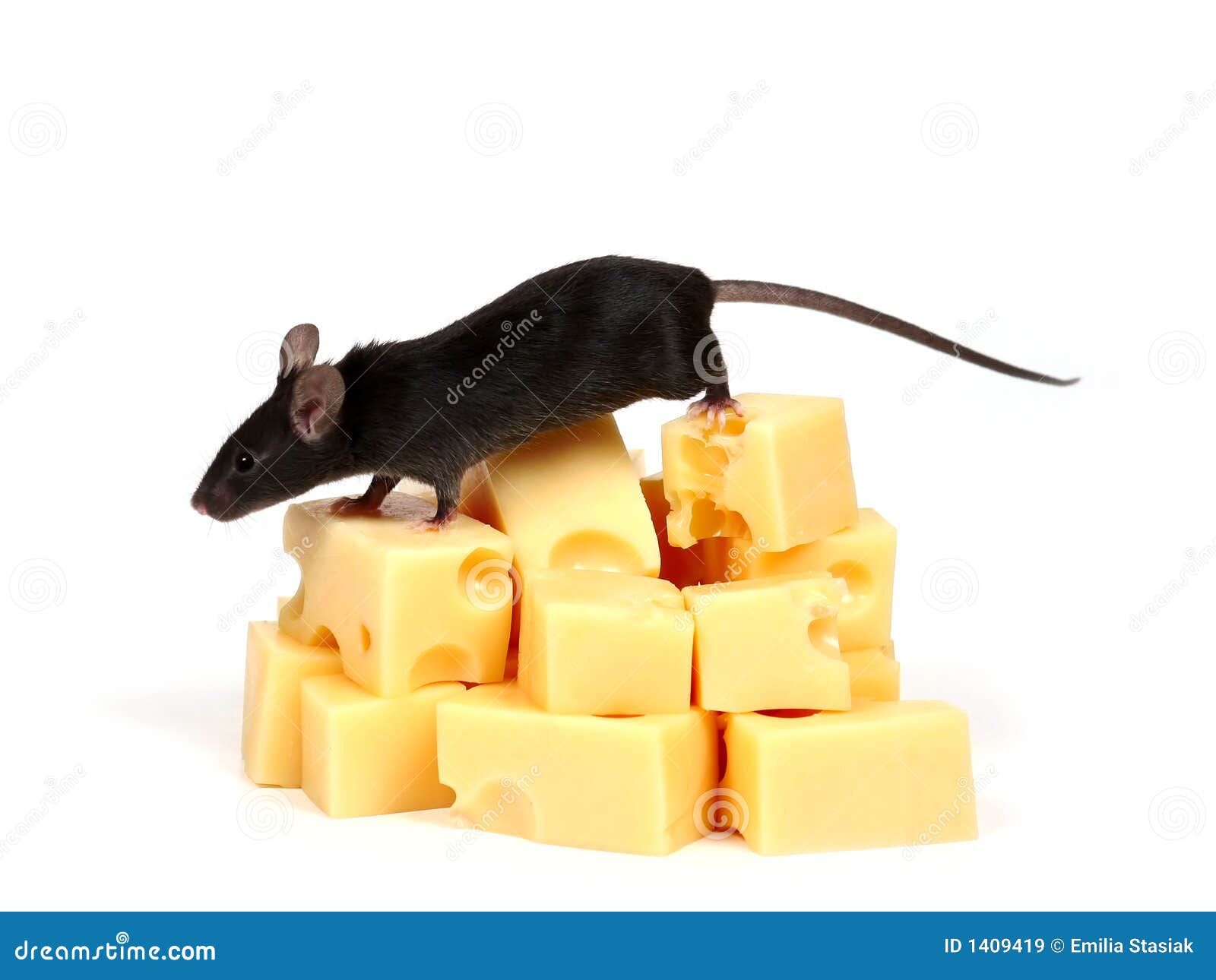 Mouse and cheese stock image. Image of funny, portret - 1409419