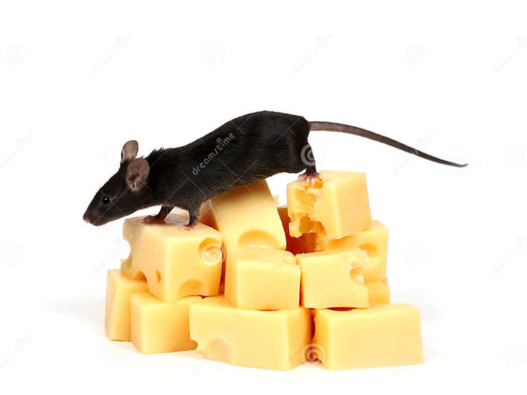 Mouse and cheese stock image. Image of funny, portret - 1409419