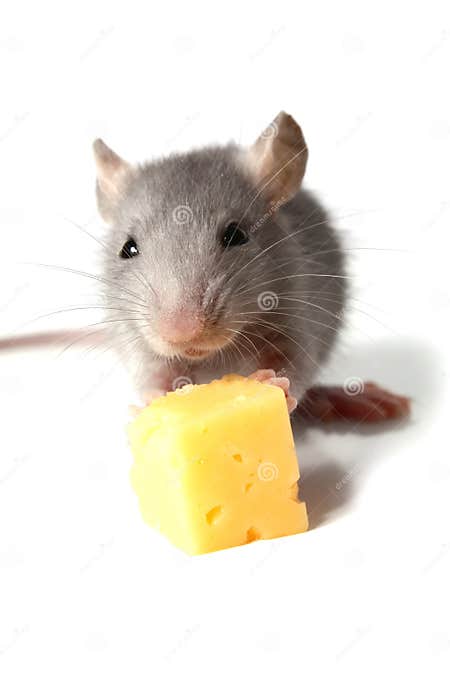 Mouse and cheese stock photo. Image of tail, white, domestic - 15178934