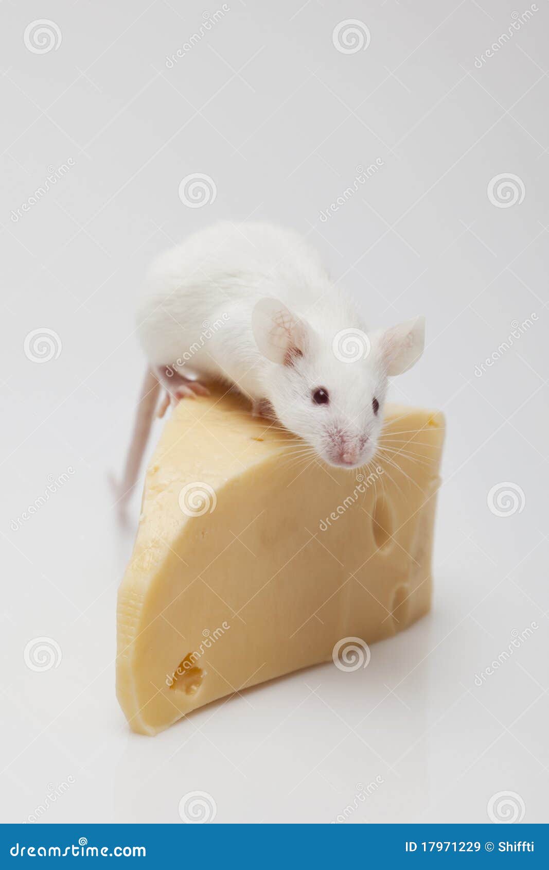 Mouse and cheese stock image. Image of runs, stray, close - 17971229