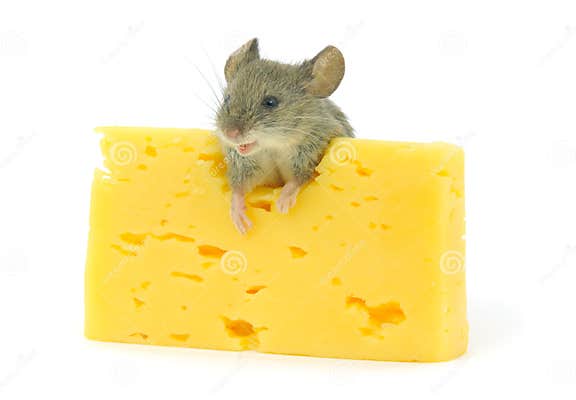 Mouse and cheese stock photo. Image of yellow, rodent - 22091796