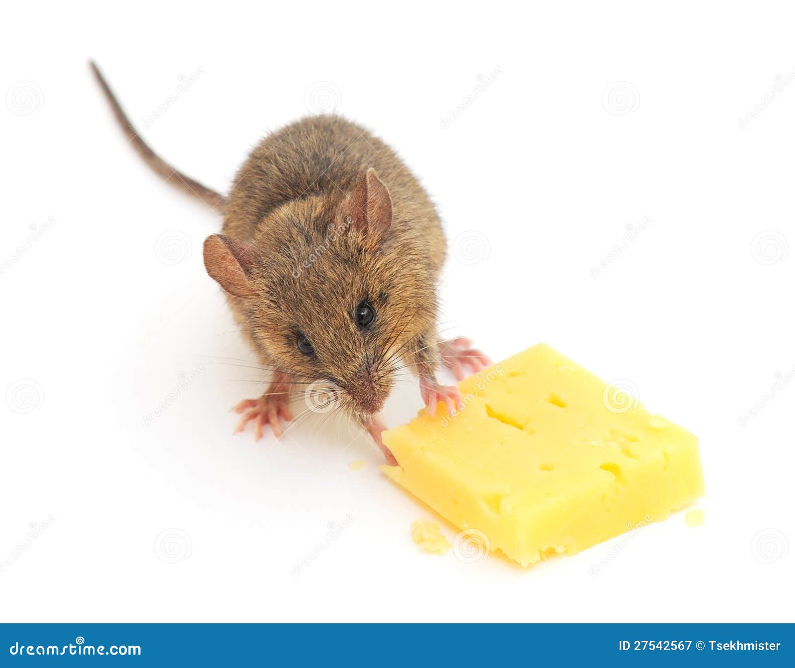 Mouse and cheese stock image. Image of pets, portrait - 27542567