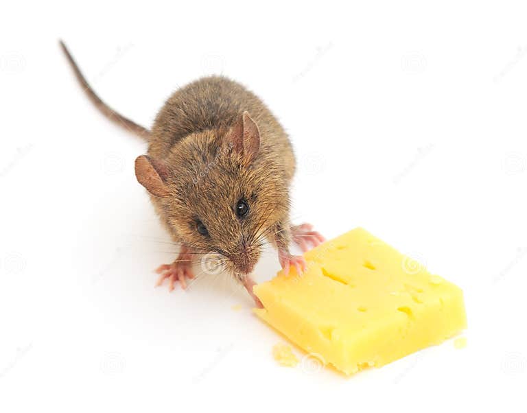 Mouse and cheese stock image. Image of pets, portrait - 27542567