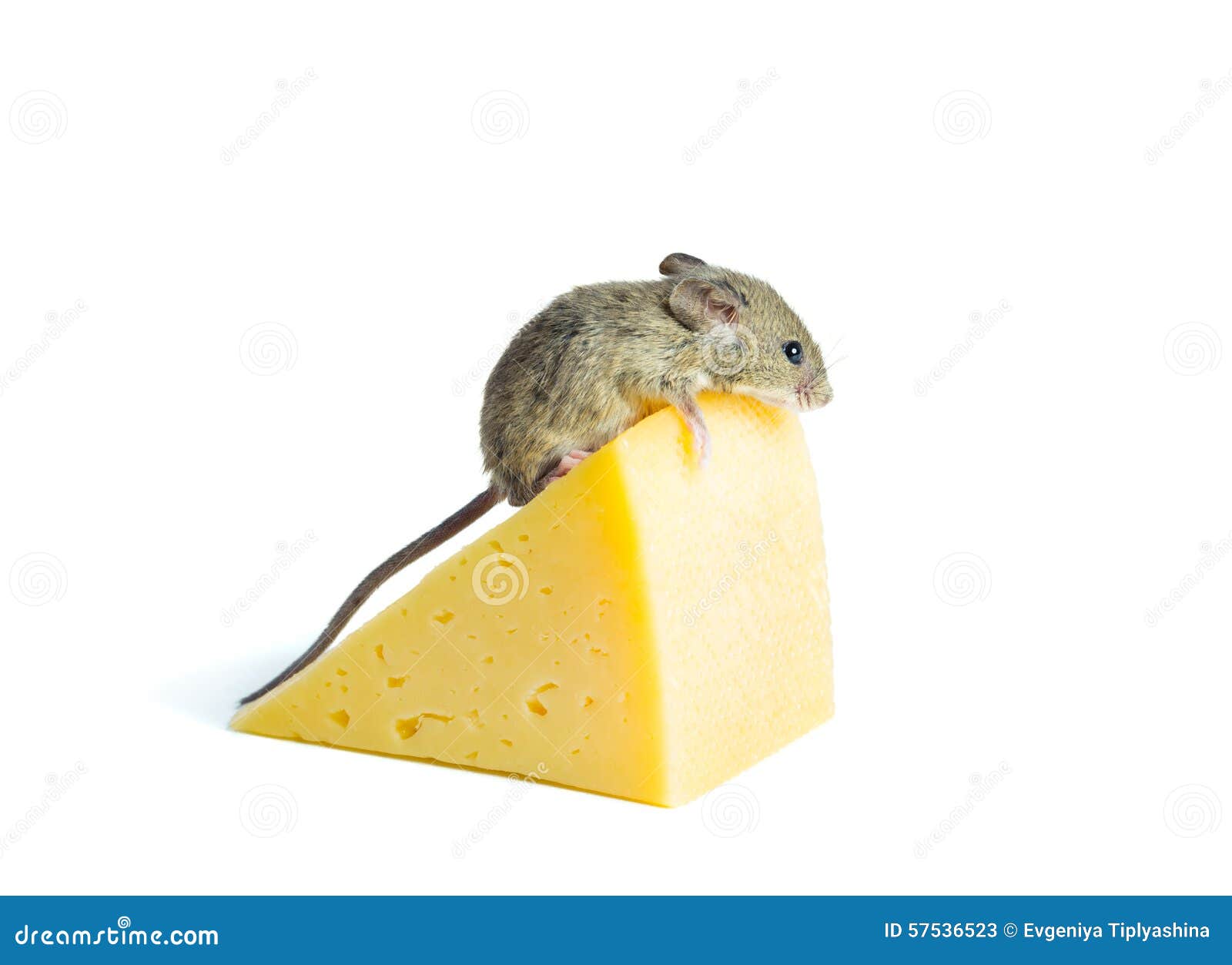 Mouse with cheese stock image. Image of rodent, cute - 57536523