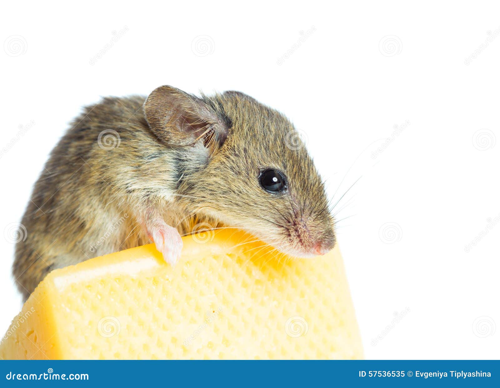 Mouse with cheese stock image. Image of grey, closeup - 57536535