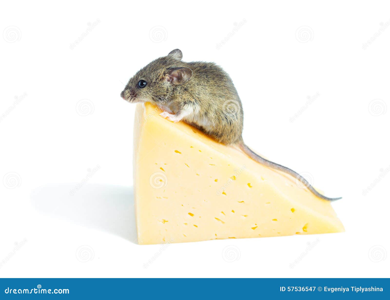 Mouse With Cheese On Grass Royalty-Free Stock Photography ...