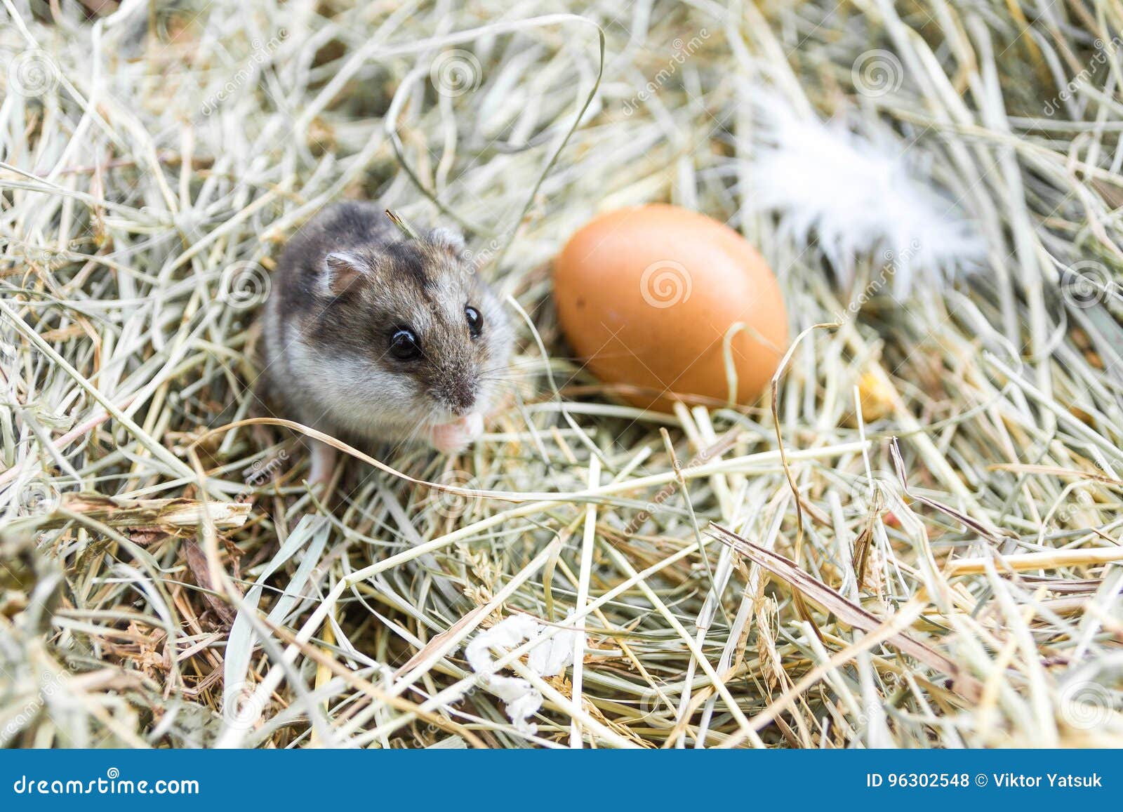 Mouse with Chicken Eggs on Hay. Village Composition Stock Photo - Image ...