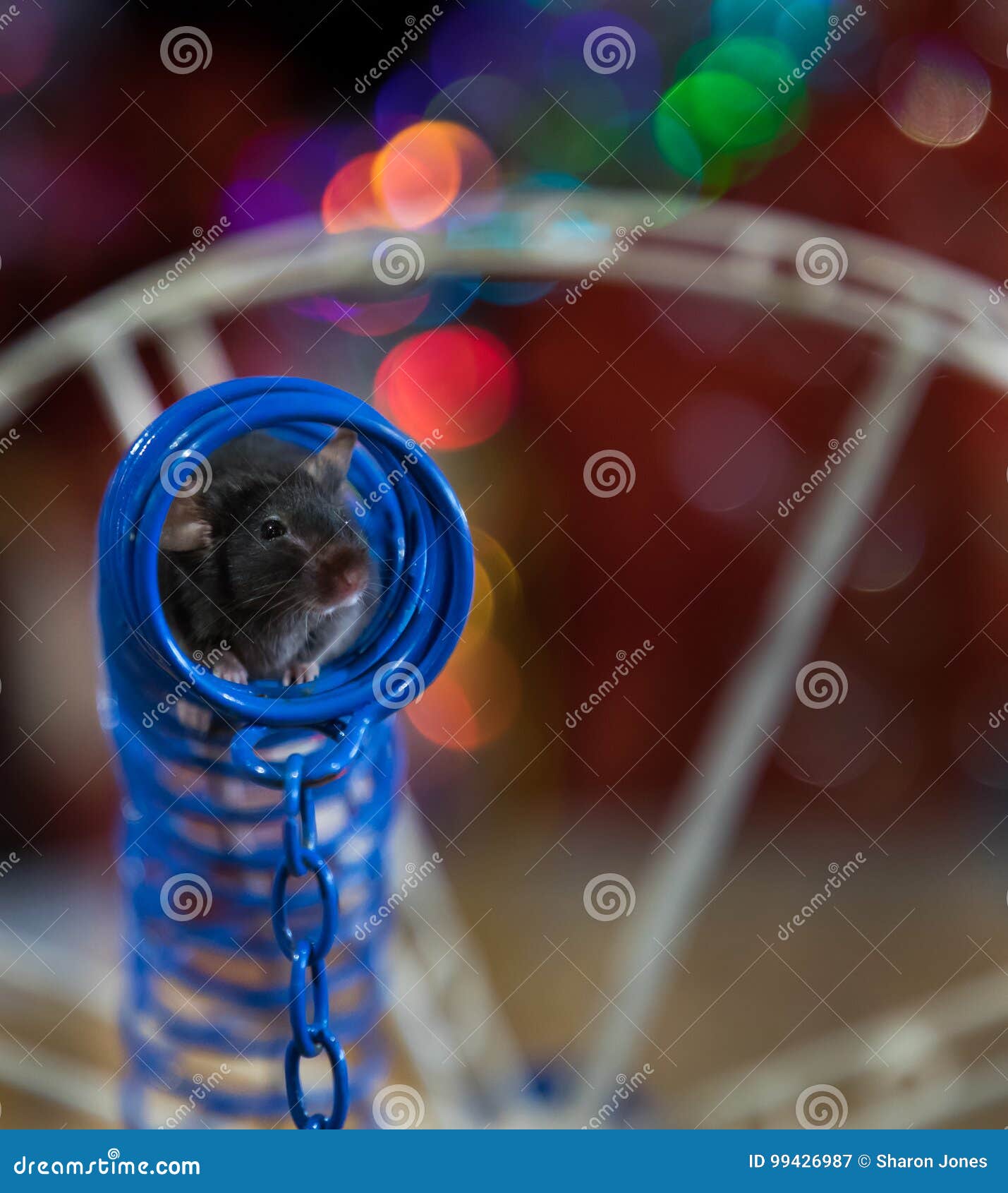 Mouse circus stock image. Image of show, toys, bright - 99426987