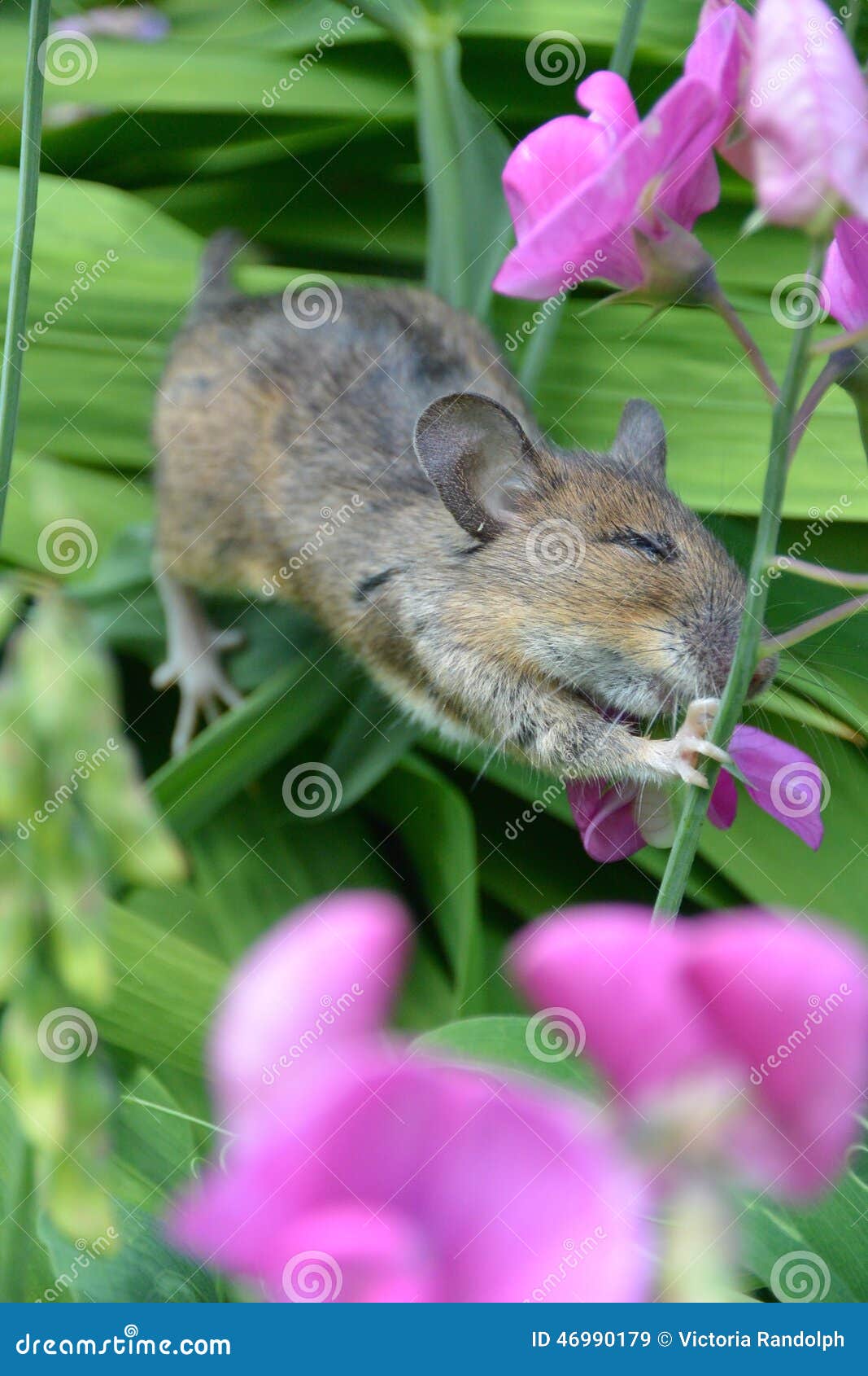 Mouse climbing in sweetpea stock image. Image of ears - 46990179