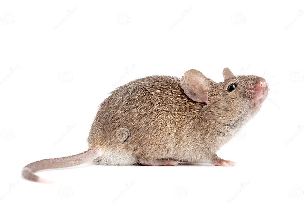 Mouse Close Up Isolated on White Stock Image - Image of gray, mouse ...