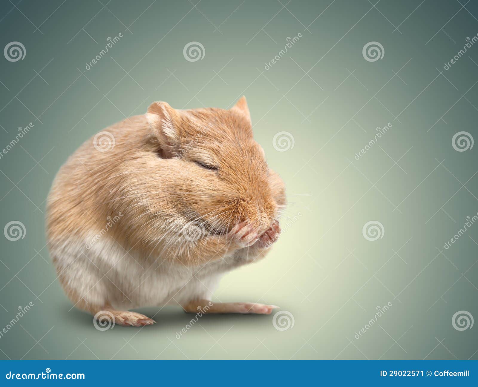 Mouse closed eyes paws stock image. Image of single, closed - 29022571