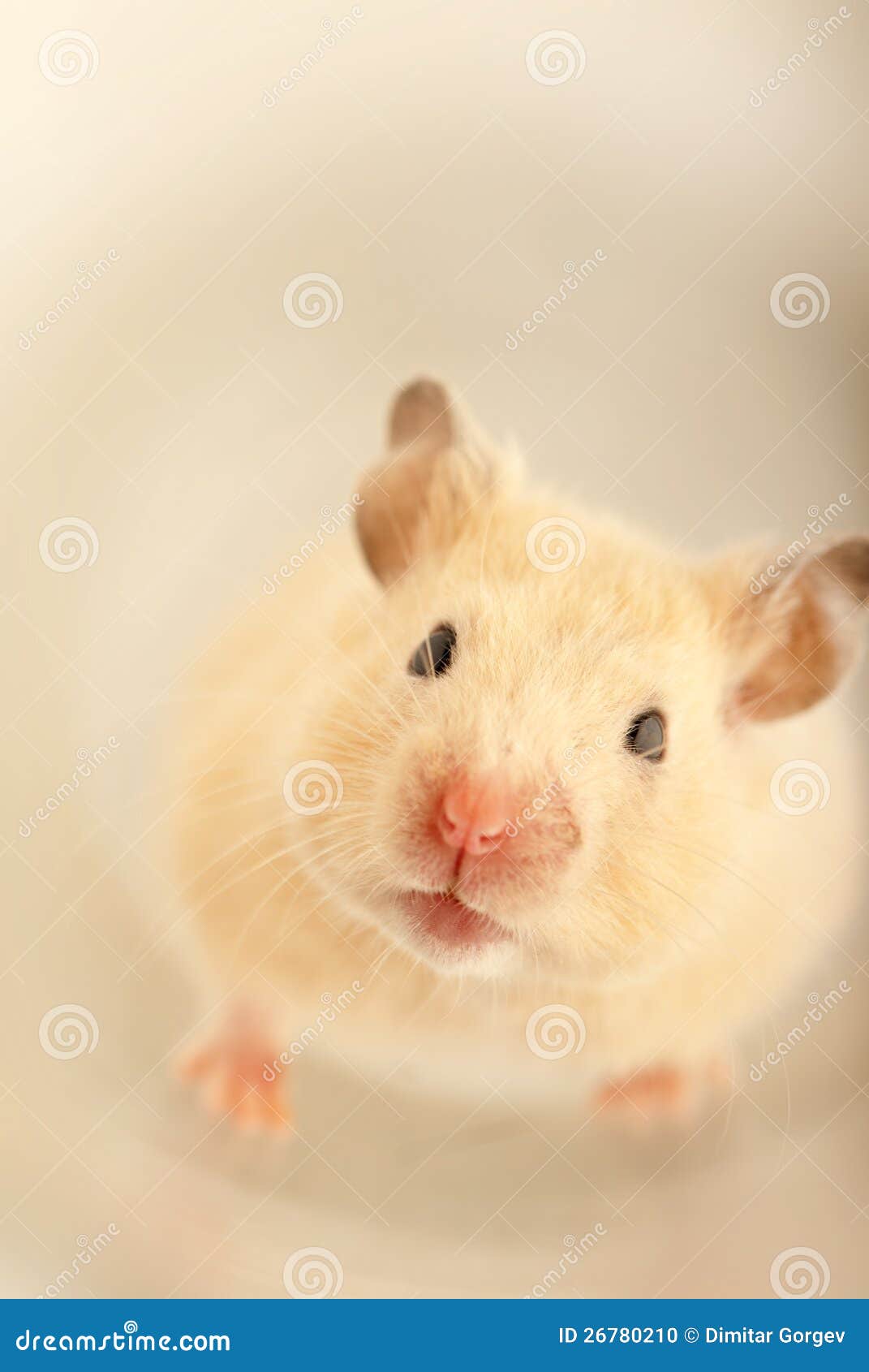 Mouse closeup stock photo. Image of animal, looking, mouse - 26780210