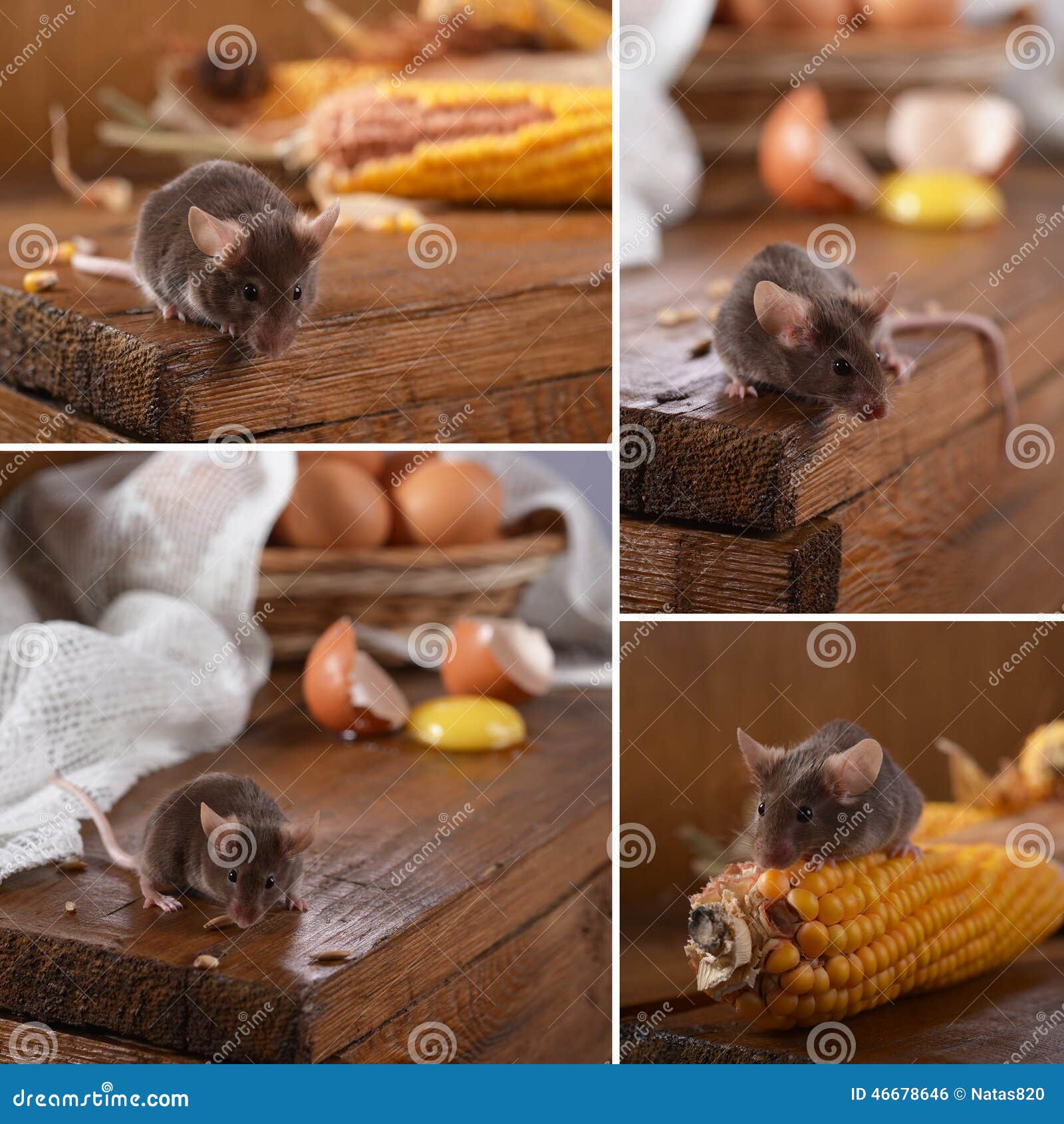Mouse. stock photo. Image of collage, animal, little - 46678646